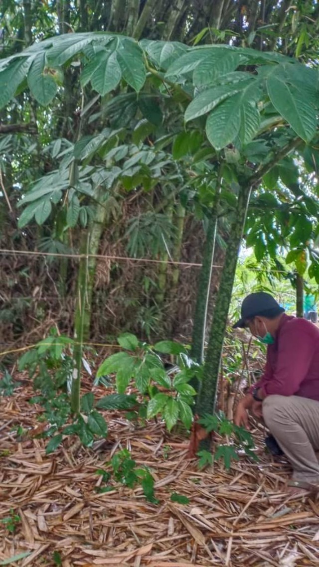 Keistimewaan Bunga Bangkai Kebun Raya Bogor yang Selalu Memukau ...