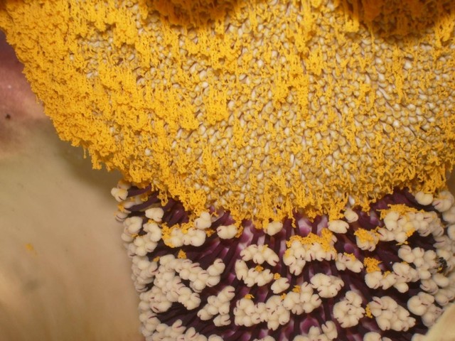 Keistimewaan Bunga Bangkai Kebun Raya Bogor yang Selalu Memukau ...