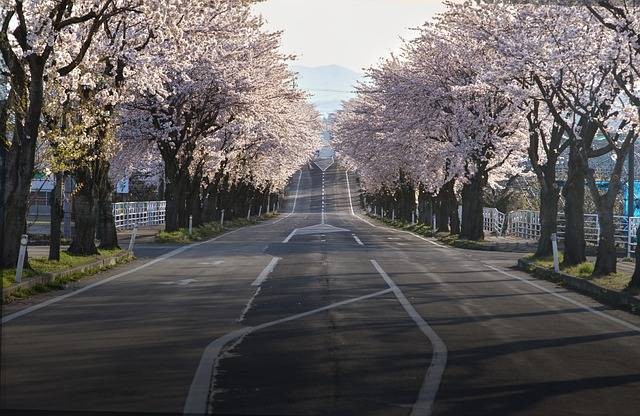 7 Taman Bunga Sakura di Tokyo yang Terkenal | kumparan.com