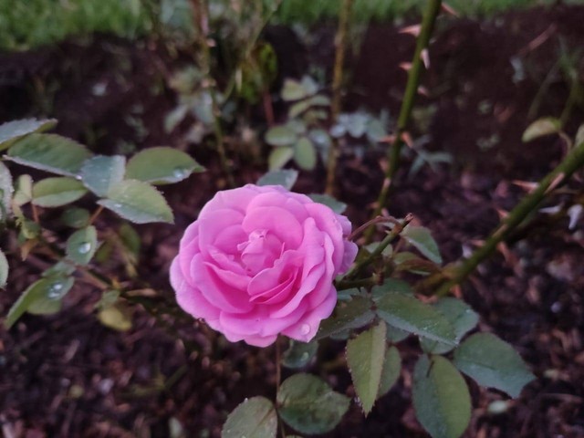 Berkenalan dengan si Cantik Mawar Damascena di Kebun Mawar Situhapa ...