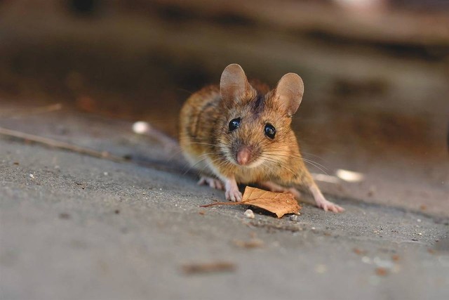 3 Kelemahan Tikus Curut untuk Mengusirnya dari Rumah | kumparan.com