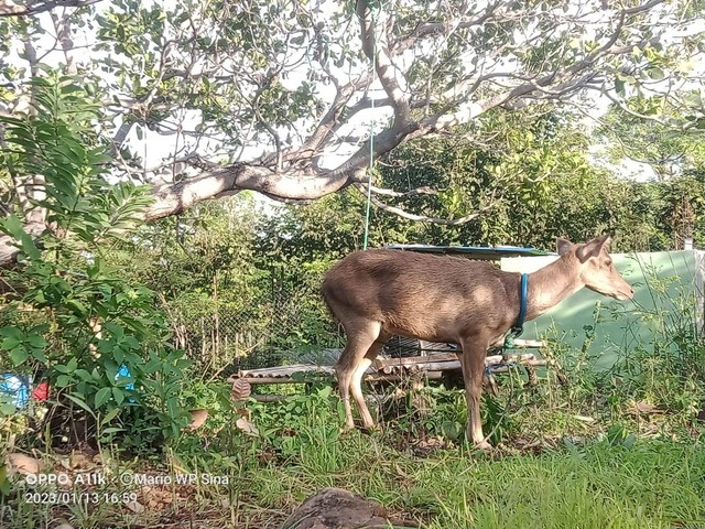 Mengunjungi Penangkaran Rusa Timor di Desa Waturia, Sikka | kumparan.com