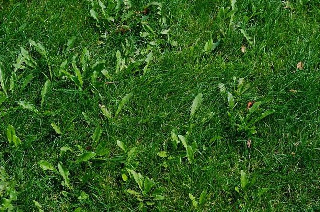 5 Cara Menghilangkan Rumput Liar di Halaman Rumah Tanpa Bahan Kimia ...