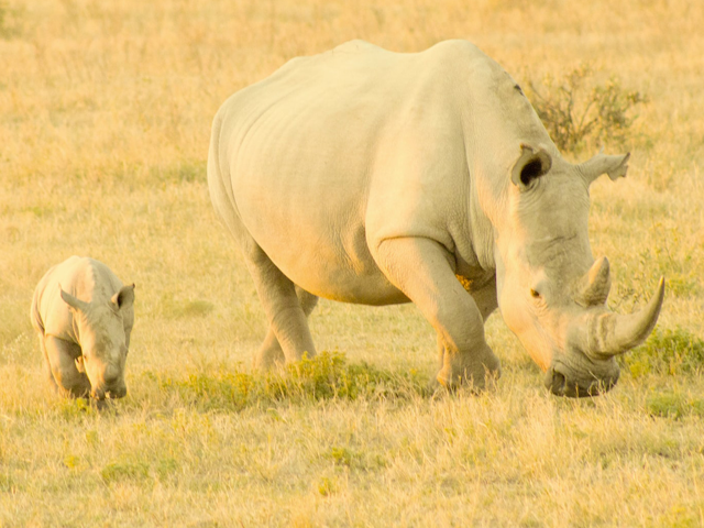Jawaban TTS tentang Badak, Inggris | kumparan.com