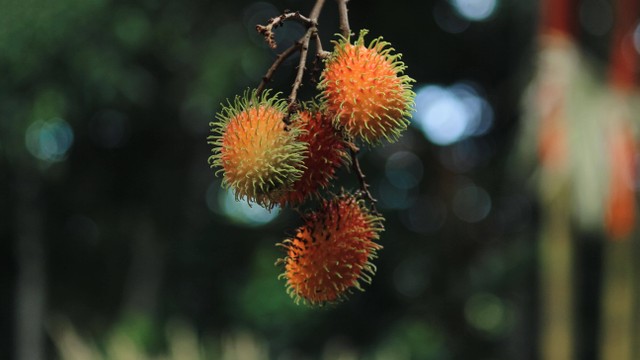 4 Manfaat Biji Rambutan untuk Kesehatan dan Cara Mengolahnya yang Benar ...