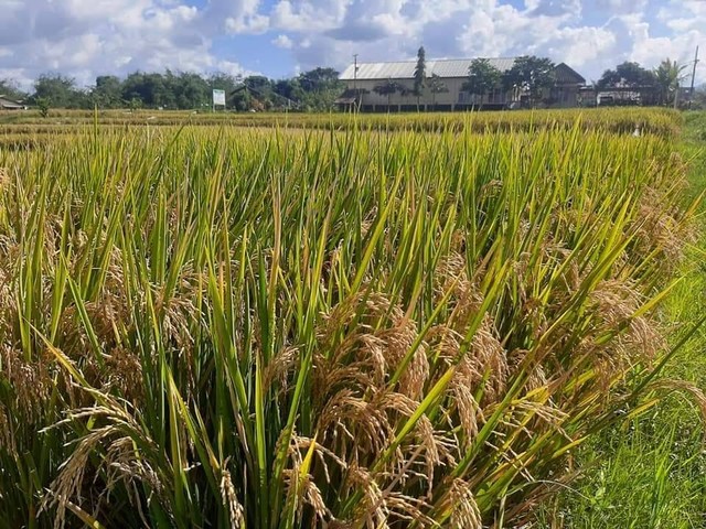 Pentingnya VUB Padi Sebagai Solusi Peningkatan Produksi | kumparan.com