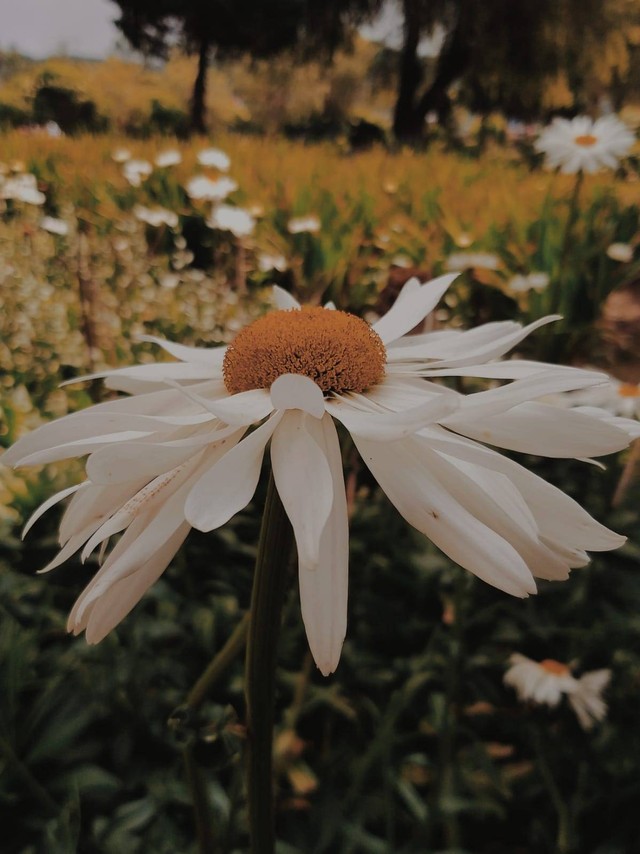 Tips Hasilkan Foto Aesthetic Hanya Bermodal Handphone | kumparan.com