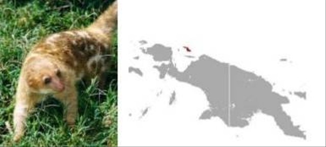 Kuskus Hewan Endemik Indonesia Timur | kumparan.com