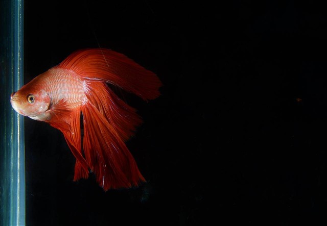 Ikan Cupang Termahal dan Terlangka di Pasaran, Ini Daftarnya | kumparan.com