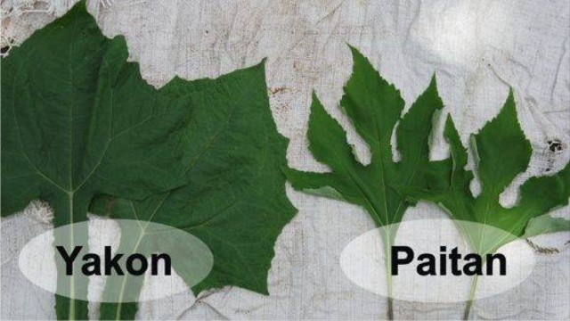 Kerap Dianggap Sama, Ini Perbedaan Manfaat Yakon dan Paitan | kumparan.com