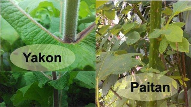 Kerap Dianggap Sama, Ini Perbedaan Manfaat Yakon dan Paitan | kumparan.com