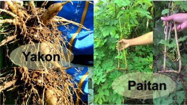 Kerap Dianggap Sama, Ini Perbedaan Manfaat Yakon dan Paitan | kumparan.com
