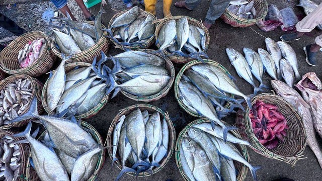 Foto: Ikan Tangkapan Nelayan di Pelabuhan Lampulo Banda Aceh | kumparan.com