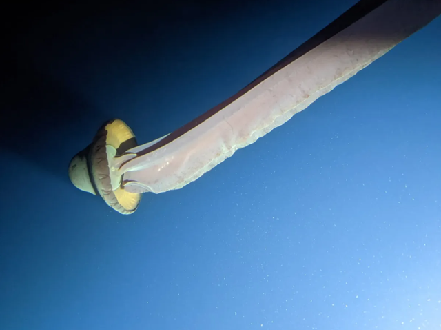 Ubur-ubur Hantu Selendang Penari Ditemukan, Panjangnya Setara Bus AKAP ...