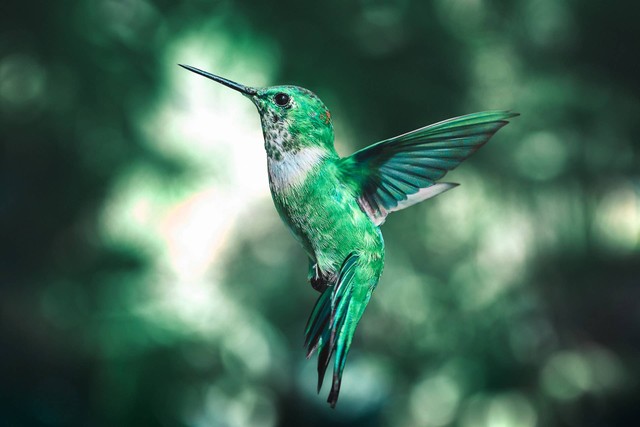 3 Nama Burung Berparuh Panjang dan Besar untuk Alternatif Jawaban TTS ...