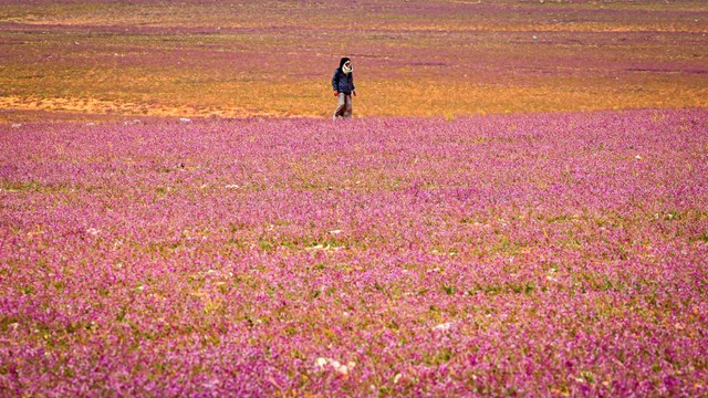 Foto: Lavender Tumbuh Subur di Gurun Pasir Kota Rafha, Arab Saudi ...