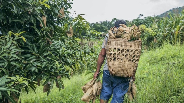 Arti Kosakata Melimpah menurut KBBI beserta Contoh Kalimatnya ...