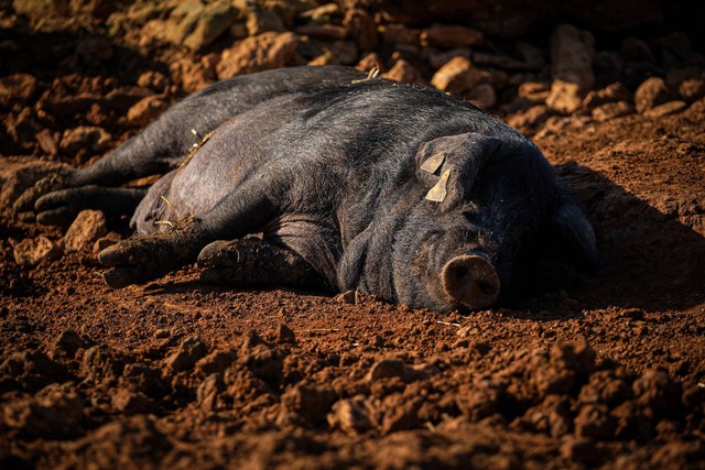AS Diserbu Kawanan Babi Mutant, Rakus, Invasif Tahan Cuaca Beku ...