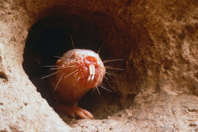 Tikus Mol Telanjang Ternyata Tak Kenal Menopause, Bisa Hamil Sepanjang ...