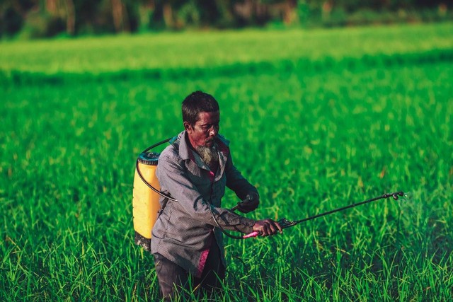 Pohon Mimba: Manfaat dan Kegunaan untuk Tanaman | kumparan.com