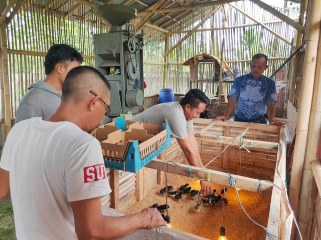 Warga Binaan Lapas Terbuka Lombok Tengah Budidaya Ayam | kumparan.com