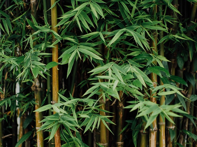 Fungsi Sel Kipas pada Tumbuhan | kumparan.com