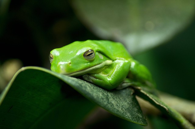 Katak Berkembang Biak dengan Cara Ovipar, Ini Penjelasannya | kumparan.com