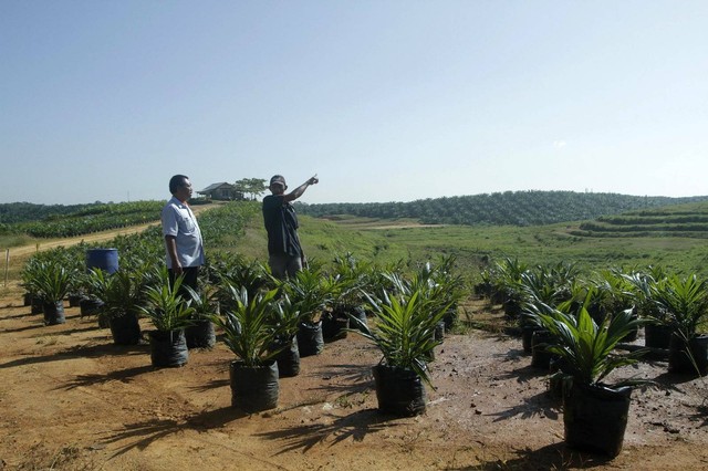 Program Hilirisasi Perkuat Peran PalmCo PTPN di Industri Sawit Nasional ...