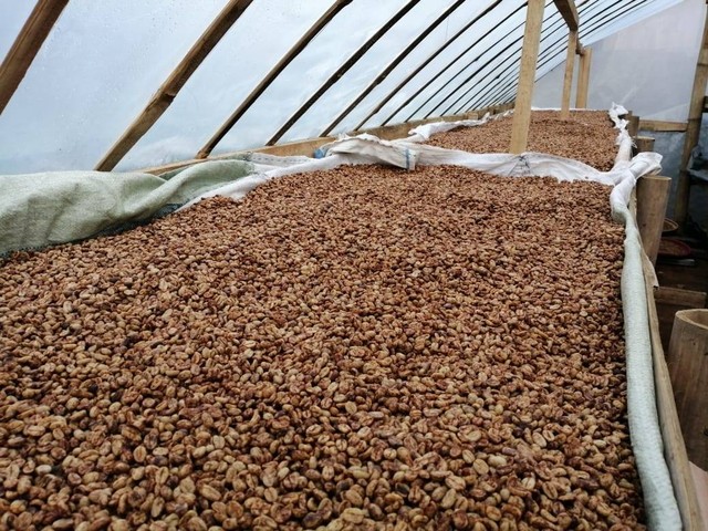 Pelopor Pertanian Kopi Robusta dan Arabica di Kampung Cibulao ...