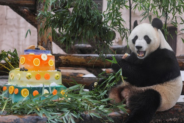 Kenapa Badan Panda Gendut Walau Cuma Makan Bambu? | kumparan.com