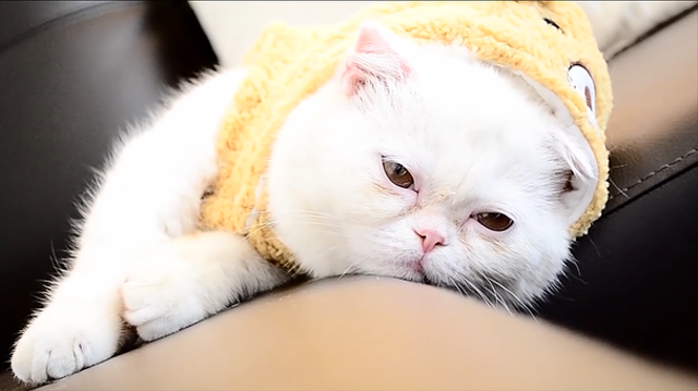 Ciri-ciri Kucing Exotic Shorthair untuk Hewan Peliharaan | kumparan.com