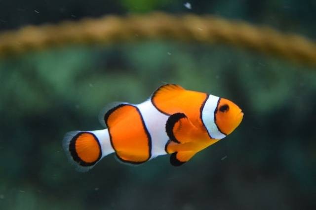 Cara Merawat Ikan Nemo di Aquarium yang Mudah untuk Pemula | kumparan.com