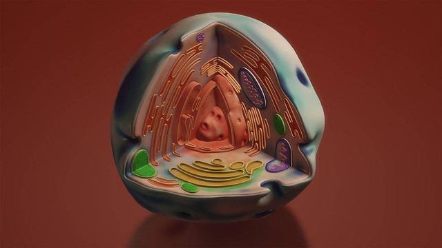 Pengertian Peroksisom: Fungsi, Ciri, dan Letaknya | kumparan.com