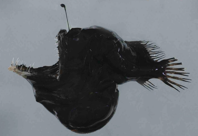 5 Hewan Aneh yang Hidup di Palung Mariana, Salah Satu Tempat Terdalam ...