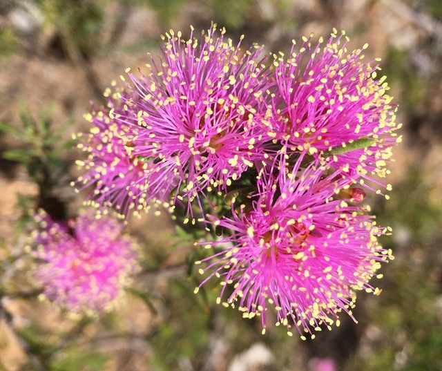 Wisata Penuh Warna di Australia Barat | kumparan.com