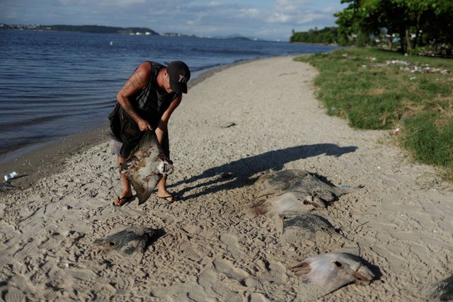 Foto: Puluhan Ikan Pari Mati di Pantai Rio de Janeiro, Brasil ...