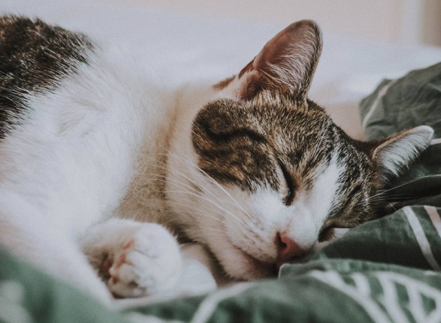 Kenali Ciri-Ciri Kucing Demam dan Cara Tepat Menanganinya | kumparan.com