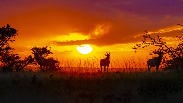 Mengenal Suku di Afrika Timur yang Senang Meminum Darah | kumparan.com