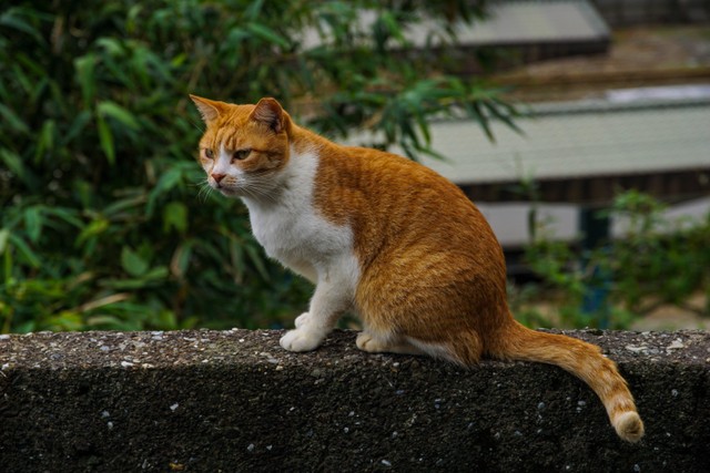 Apakah Kucing Bisa Menstruasi? Kenali Tanda dan Ciri-cirinya | kumparan.com