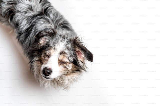 Apakah Anjing Bisa Haid? Ketahui Penjelasannya di Sini | kumparan.com
