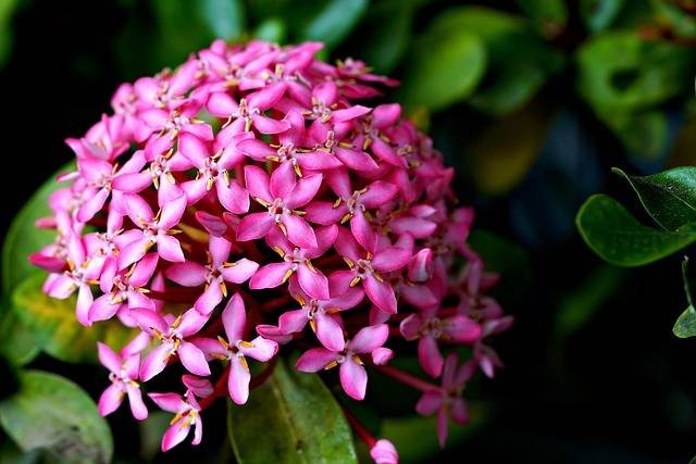 Cara Menanam Bunga Asoka agar Lekas Berbunga | kumparan.com