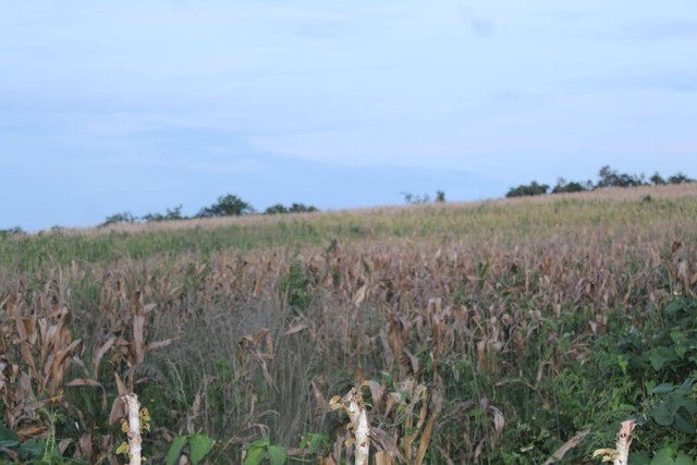 Wakil Ketua MPR RI dan Senator AWK Panen Raya Jagung di Gekeng Deran, Flotim | kumparan.com