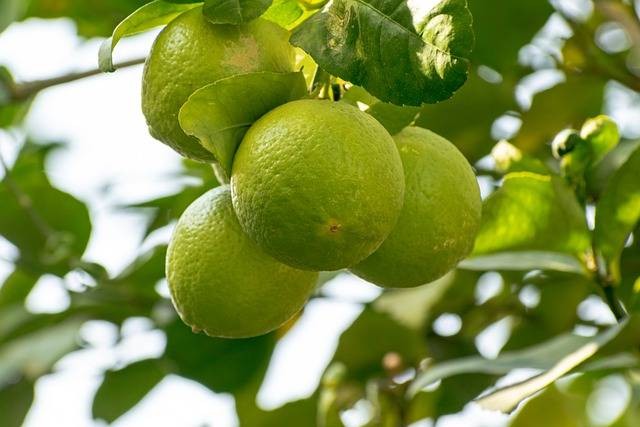 Panduan Lengkap Cara Menanan Jeruk Purut dari Biji | kumparan.com