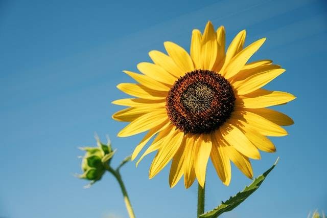 Media Tanam Bunga Matahari dan Cara Merawat yang Tepat | kumparan.com