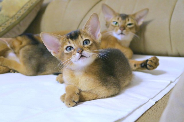 Mengenal Kucing Abyssinian, Karakter dan Ciri Fisiknya | kumparan.com