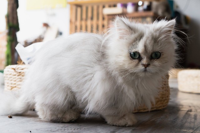Jenis dan Ciri-ciri Kucing Persia Medium yang Terkenal Lucu | kumparan.com