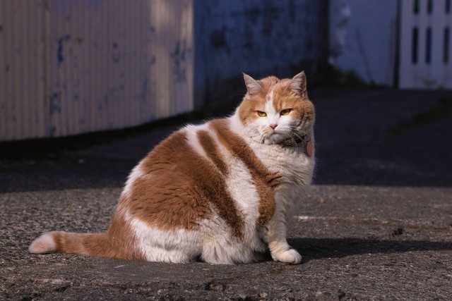 3 Jenis Kucing Anggora yang Menggemaskan dan Cara Merawatnya | kumparan.com