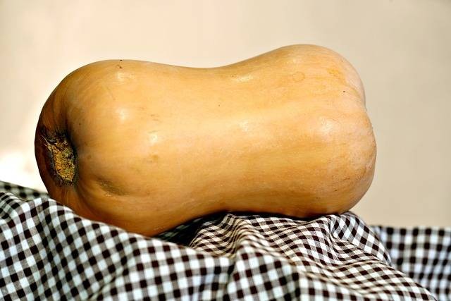 Cara Menanam Labu Madu yang Mudah di Pekarangan Rumah | kumparan.com