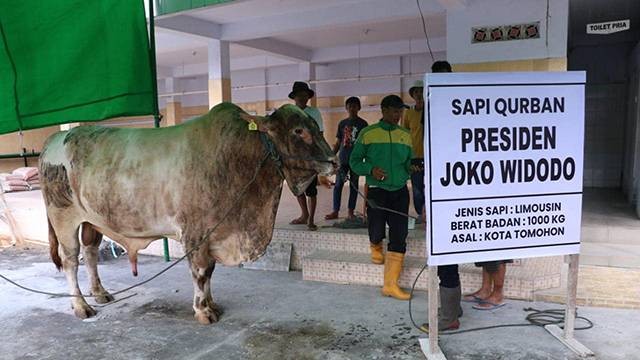 Masjid Al-Falah Kiai Modjo Minahasa Terima Sapi Kurban Presiden Jokowi ...