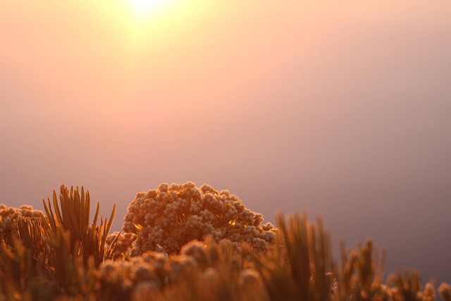 Gunung Merbabu: Keindahan Sabana hingga Bunga Edelweis yang Memanjakan ...